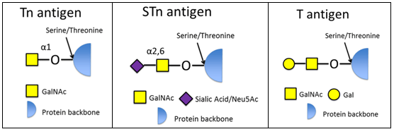 Carbohydrate Cancer Antigens
