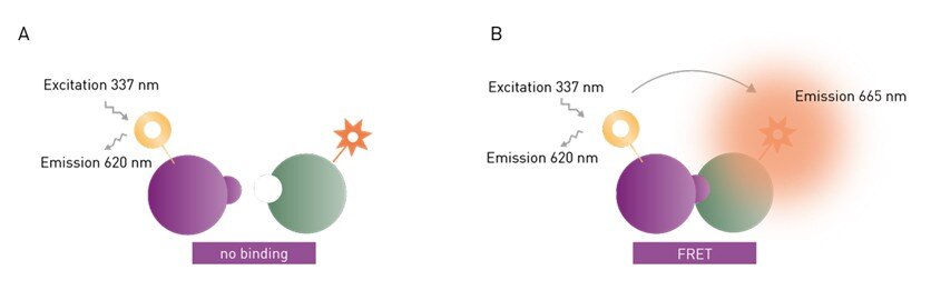 High Throughput Screening: HTRF (Part II)