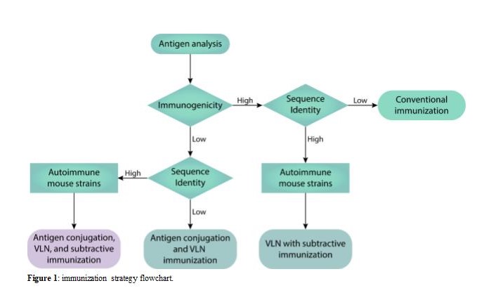 Antibody Development